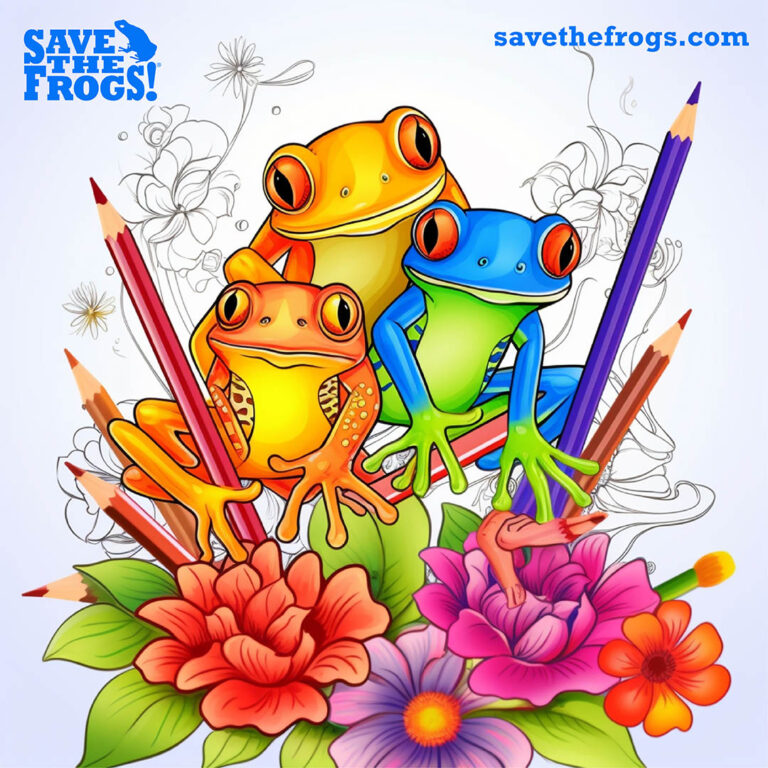 The Musuem Of Modern Frog Art