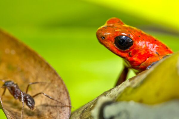 Strawberry Poison Dart Frogs And Their Parental Care - World Frog Day