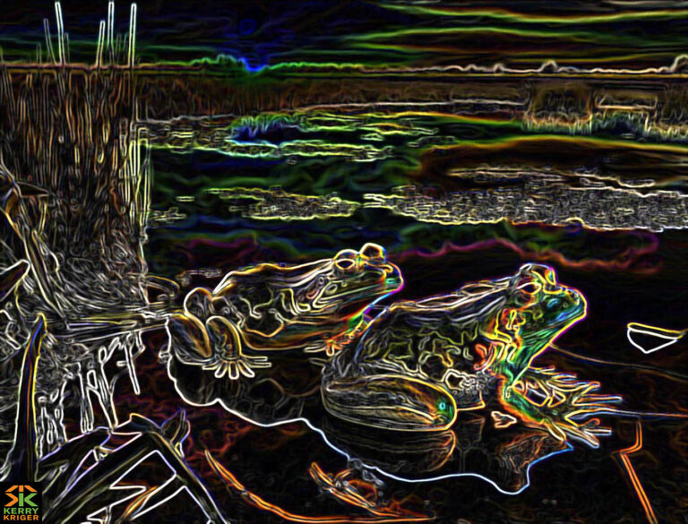 The Musuem Of Modern Frog Art